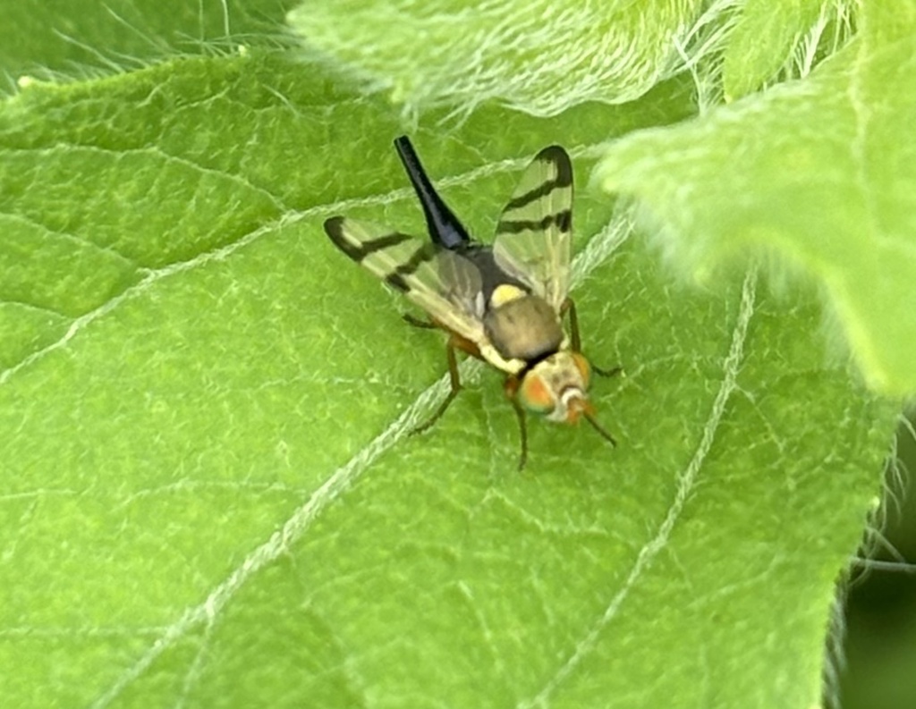 Bull Thistle Gall Fly from Townson, QLD, AU on February 24, 2024 at 03: ...