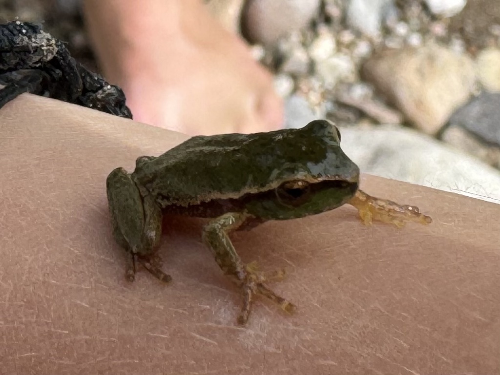 Southern Stream Frog from Buckenbowra, NSW, AU on February 24, 2024 at ...