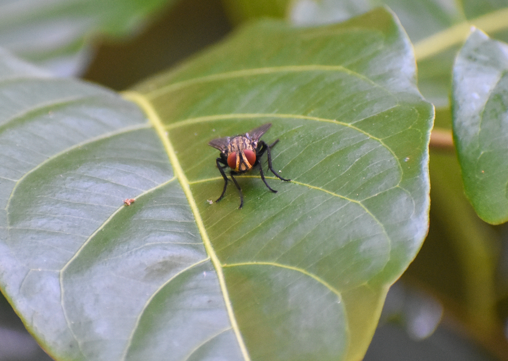 Common Flesh Flies from Brisbane QLD, Australia on February 23, 2024 at ...