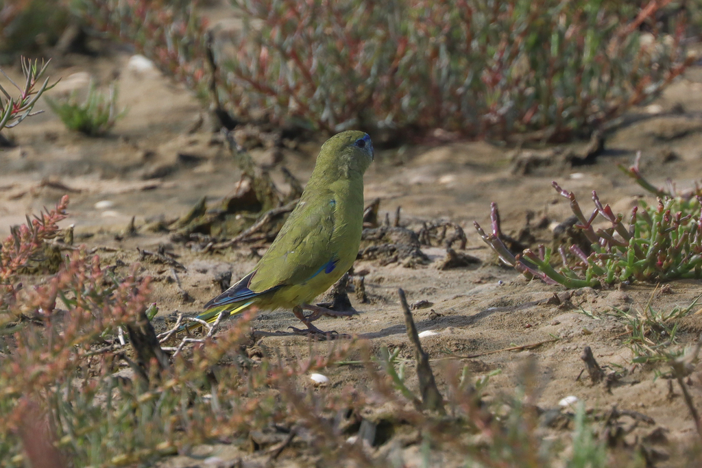 Rock Parrot from Coorong SA 5264, Australia on February 25, 2024 at 10: ...