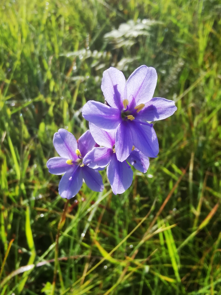 Khahla Capeblue from Manzini, Eswatini on February 15, 2024 at 07:30 AM ...