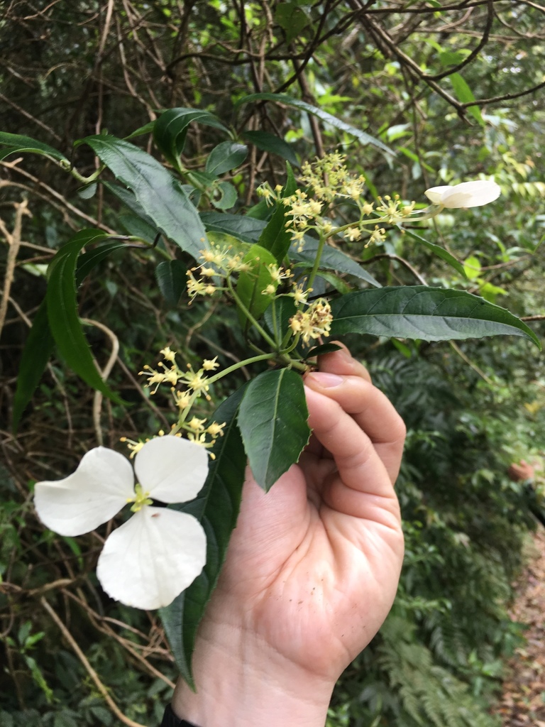 Chinese Hydrangea from Pingtung, TW-TA, TW on April 20, 2019 at 04:43 ...