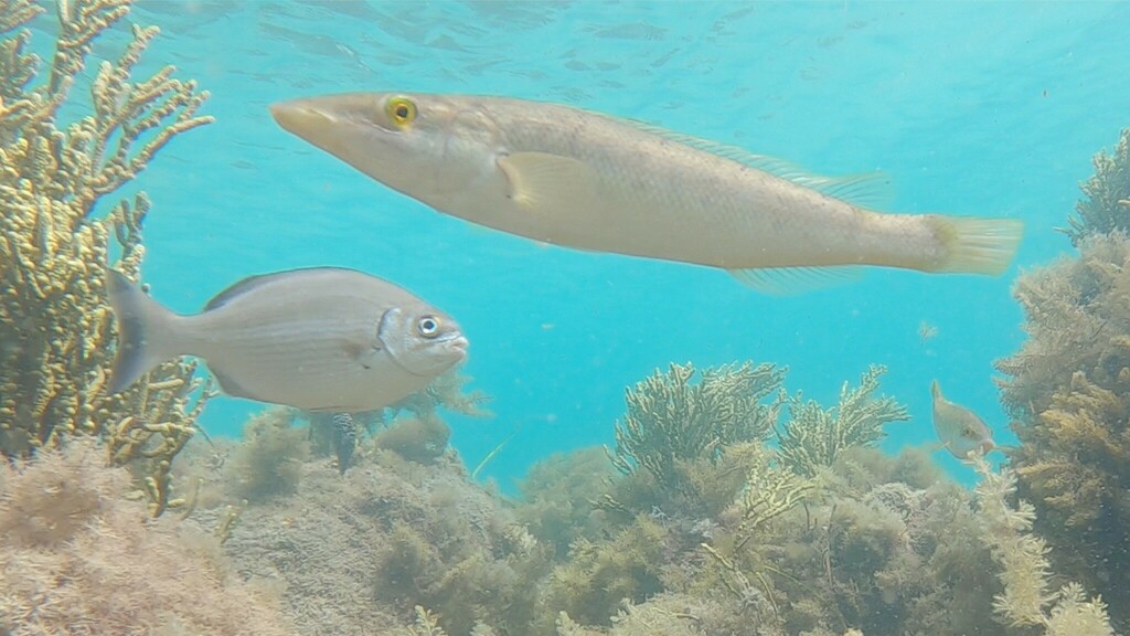Blue Weed-whiting from DC of Lower Eyre Peninsula, SA, Australia on ...