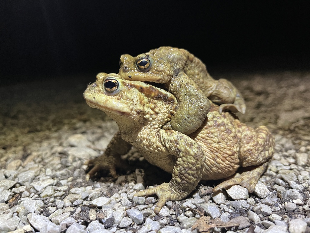 European Toad from Park Maksimir, Zagreb, Zagreb, HR on February 24 ...