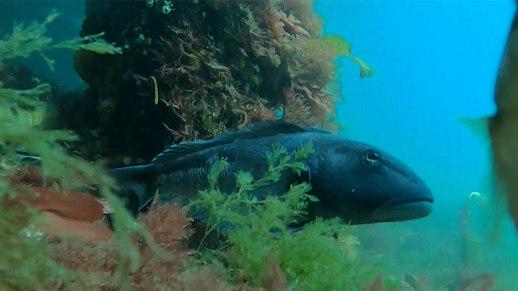 New Zealand Blue Cod from Southland, New Zealand on December 4, 2023 at ...