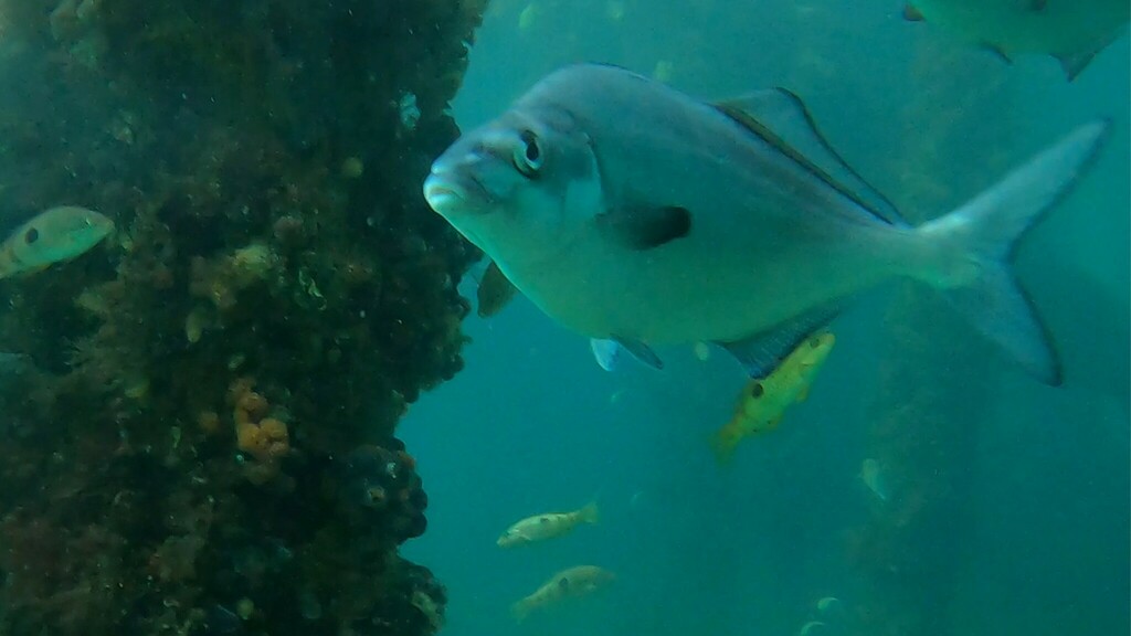 Blue Moki from Southland, New Zealand on December 4, 2023 at 08:33 PM ...