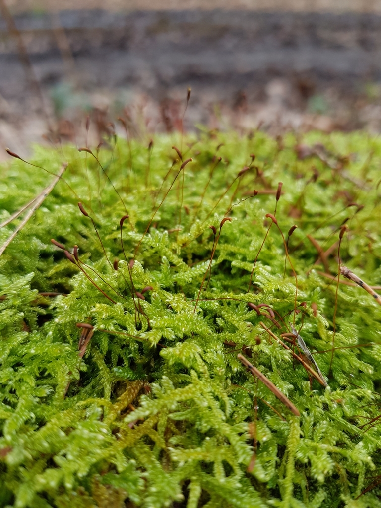 Cypress-leaved Plait-moss from 21385 Amelinghausen, Deutschland on ...