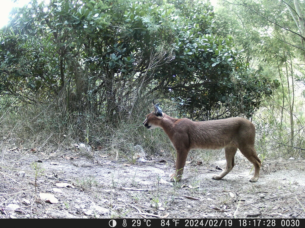Southern and Eastern African Caracal from Farm 11, Hemel en Aarde ...