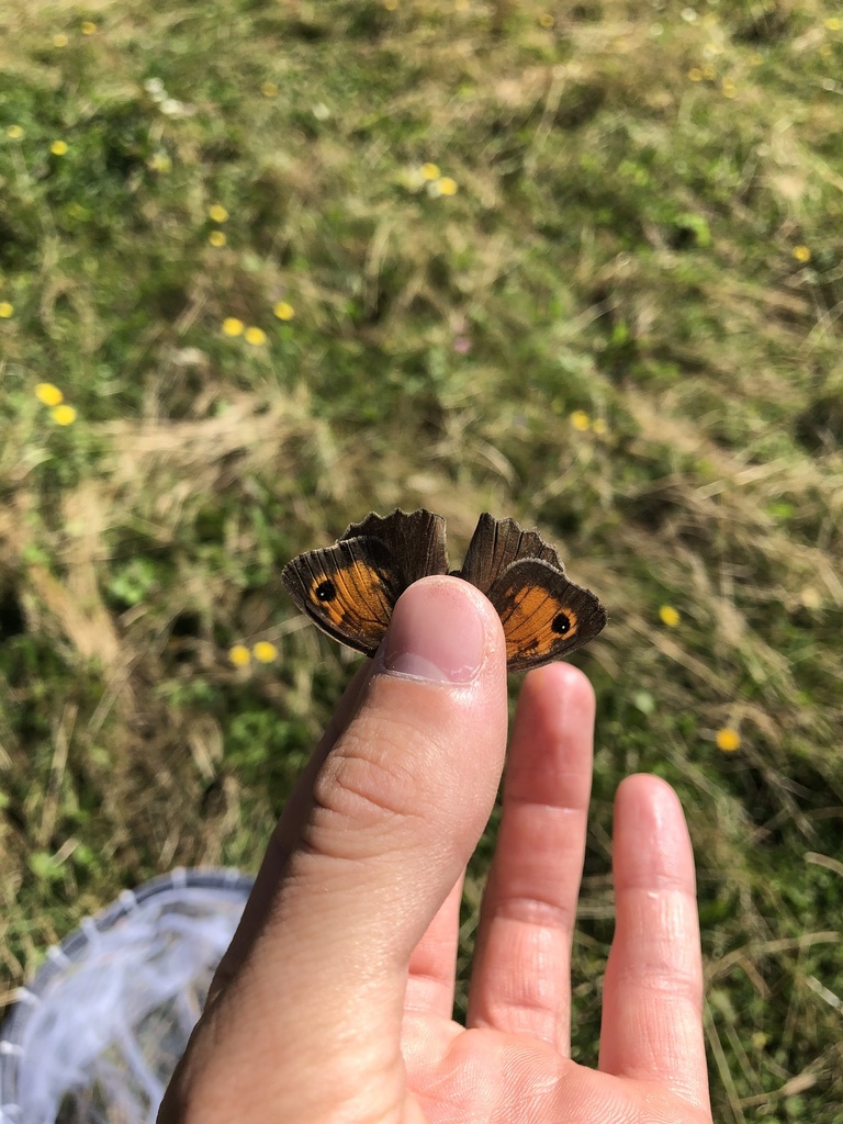 Meadow Brown from Verona, Veneto, IT on August 19, 2023 at 11:26 AM by ...