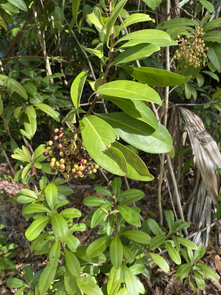 Marlberry from Florida State Parks, Sebring, FL, US on February 25 ...