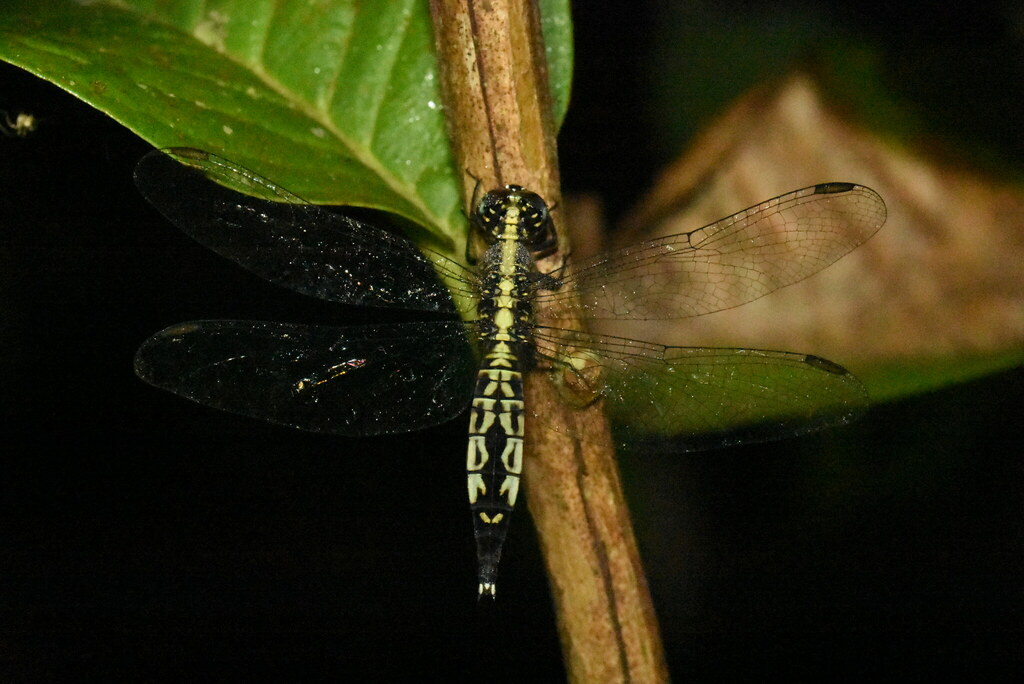 Ivory Pintail from Boende, Democratic Republic of the Congo on October ...