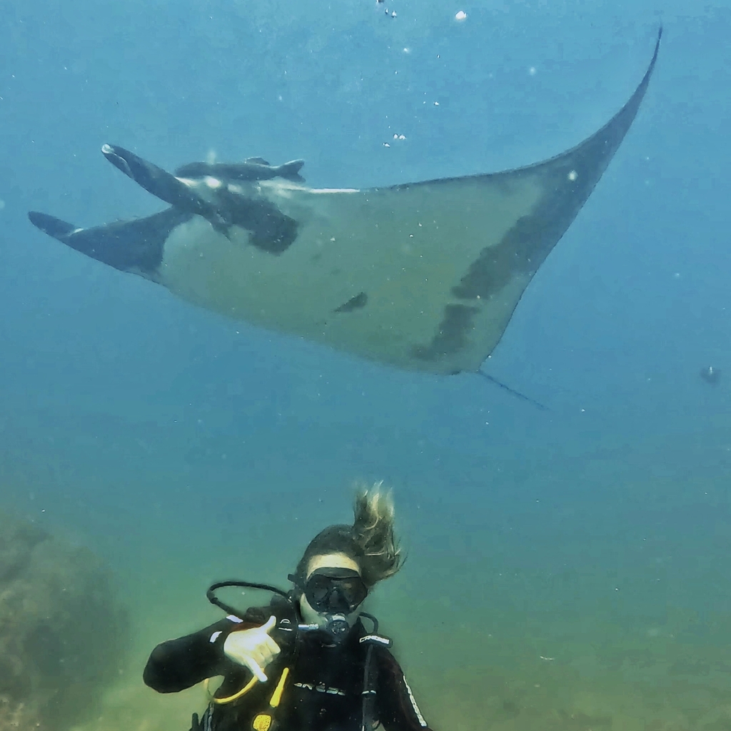 Oceanic Manta Ray in February 2024 by Forest · iNaturalist