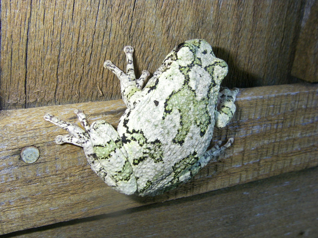 Gray Treefrog from Hyla Park, Fredericton, NB, Canada on June 22, 2010 ...
