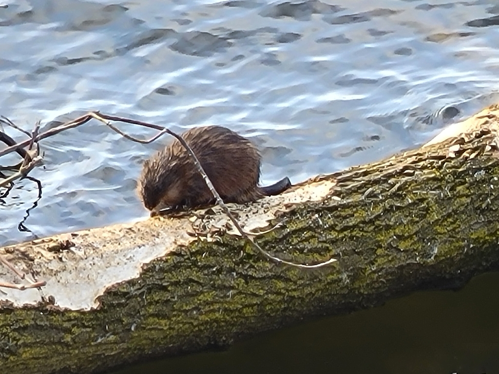 Muskrat from Ann Arbor, MI, USA on February 25, 2024 at 03:02 PM by ...