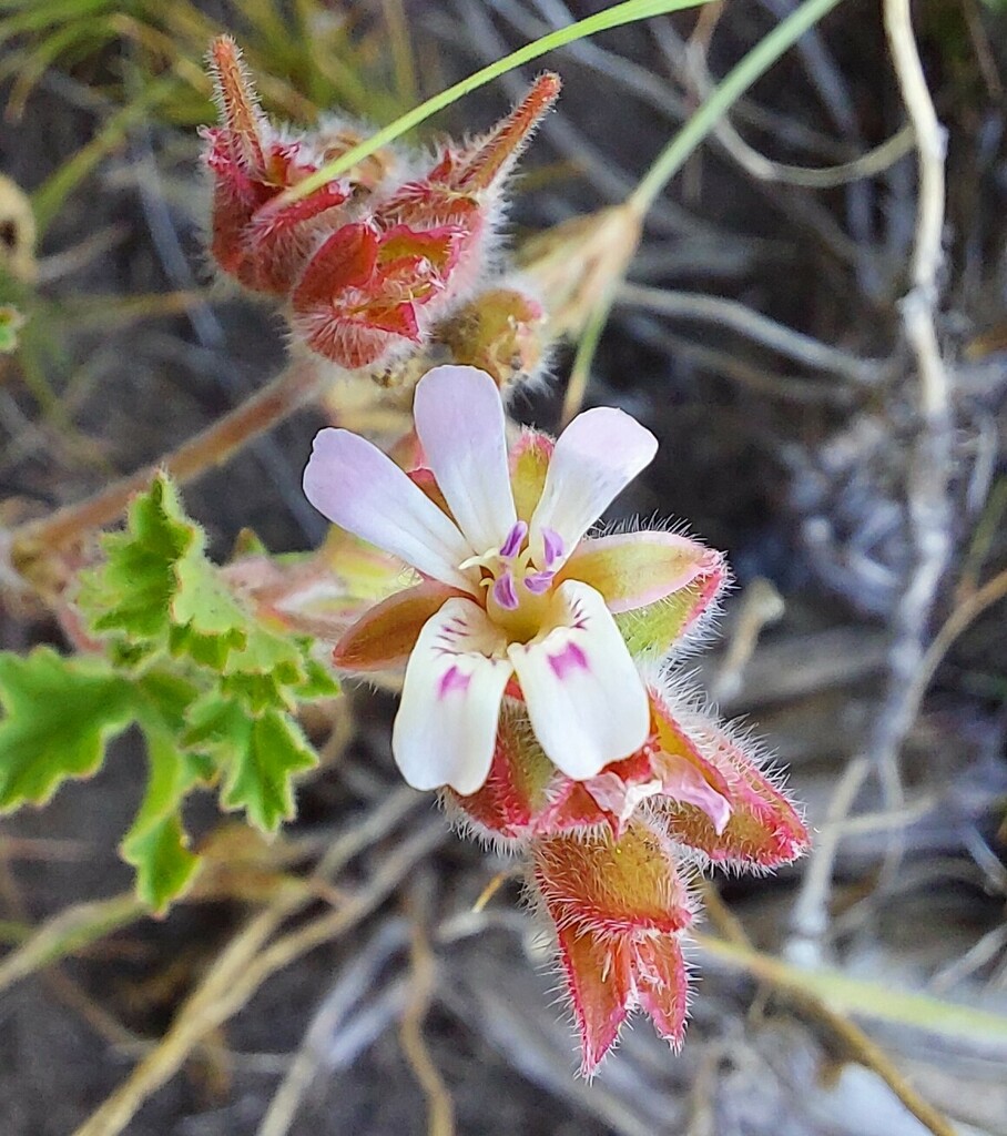 Lesotho Storksbill from Golden Gate Highlands National Park, Thabo ...