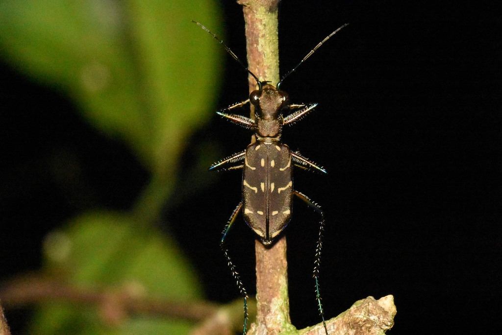 Hipparidium interruptum from Monkoto, Democratic Republic of the Congo ...