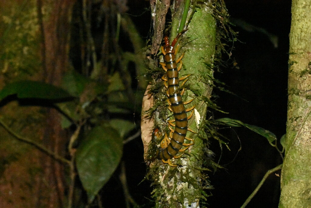 African Giant Centipede from Monkoto, Democratic Republic of the Congo ...