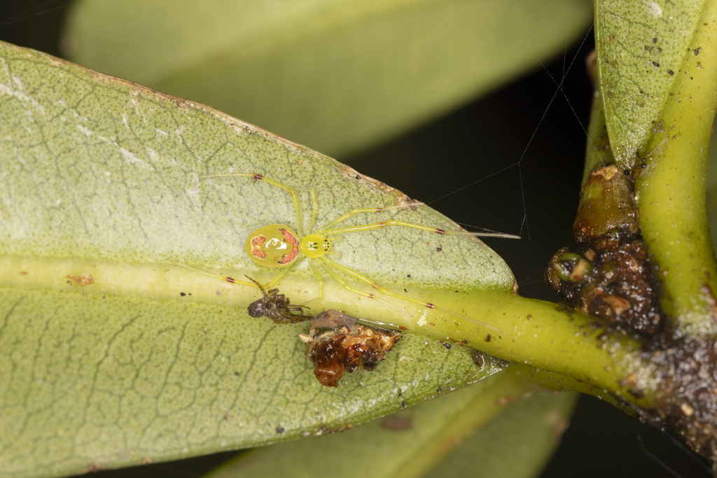 Hawaiian Happy Face Spider in February 2024 by Zach Pezzillo · iNaturalist