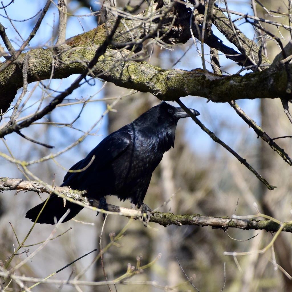 Common Raven from W Fourth Ave, Tarentum, PA, US on February 25, 2024 ...