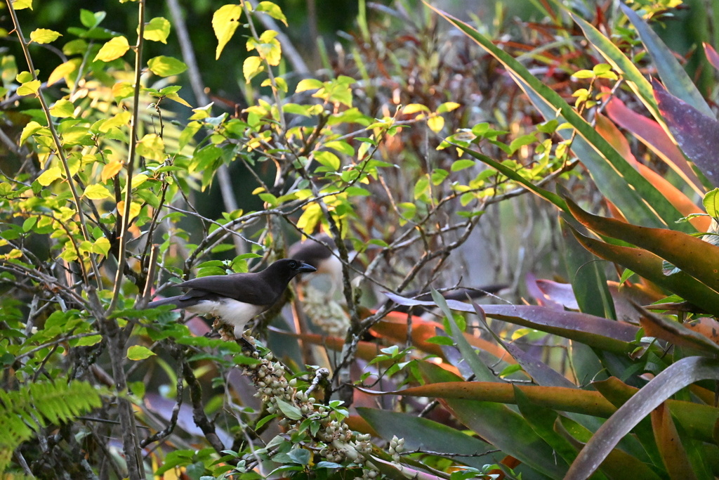 Brown Jay from Cayo, BZ on February 25, 2024 at 05:45 PM by Ted Schmitt ...