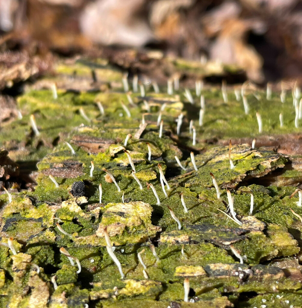 White green-algae coral in February 2024 by johnbotany · iNaturalist