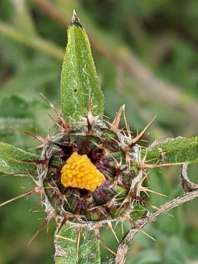 Maltese star-thistle from Perris, CA 92570, USA on February 25, 2024 at ...