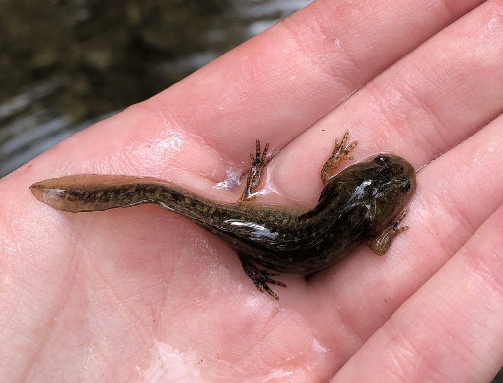 Mole Salamander in April 2019 by Leah Purvis · iNaturalist