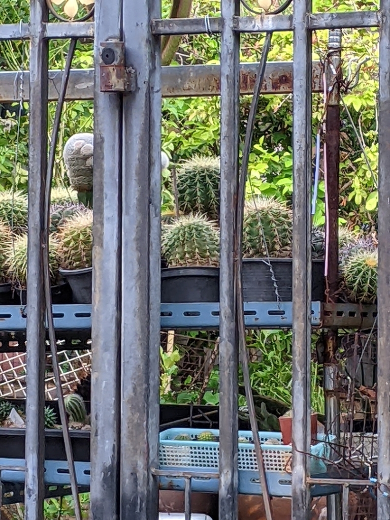 golden barrel cactus in February 2024 by Aunyarin Nimsongprasert ...