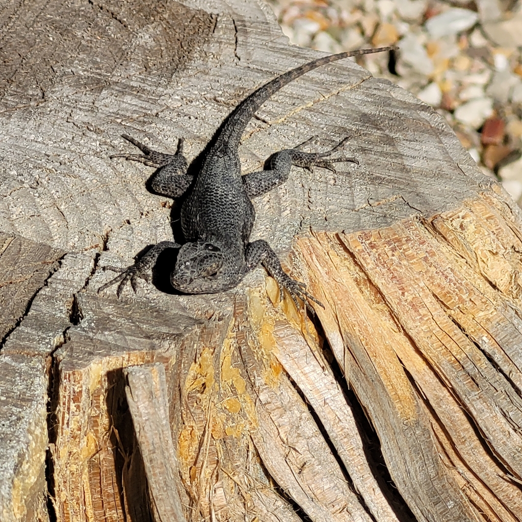Western Fence Lizard from Monterey County, US-CA, US on February 25 ...