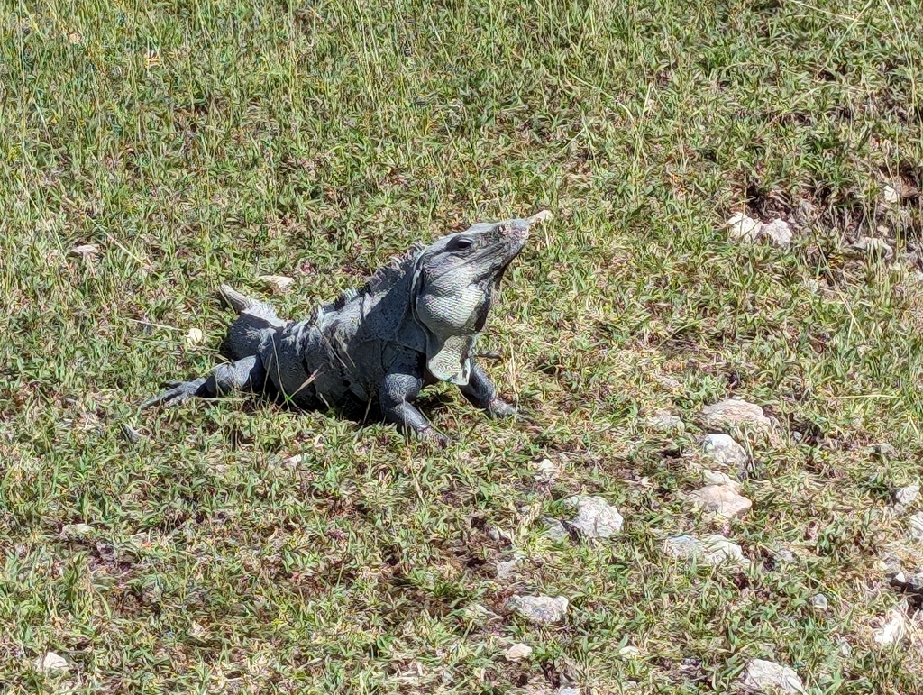 Black Spiny-tailed Iguana from Km.120 Chichén Itzá Highway Merida ...