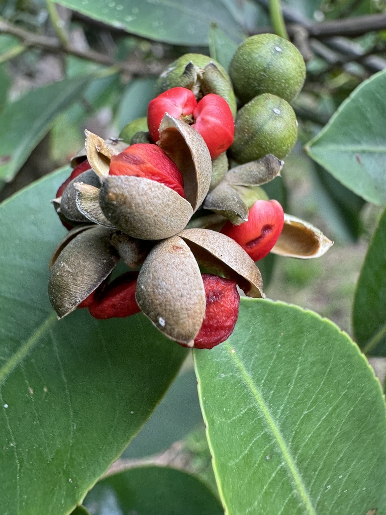 Sapium glandulosum in February 2024 by Felipe Mesa · iNaturalist
