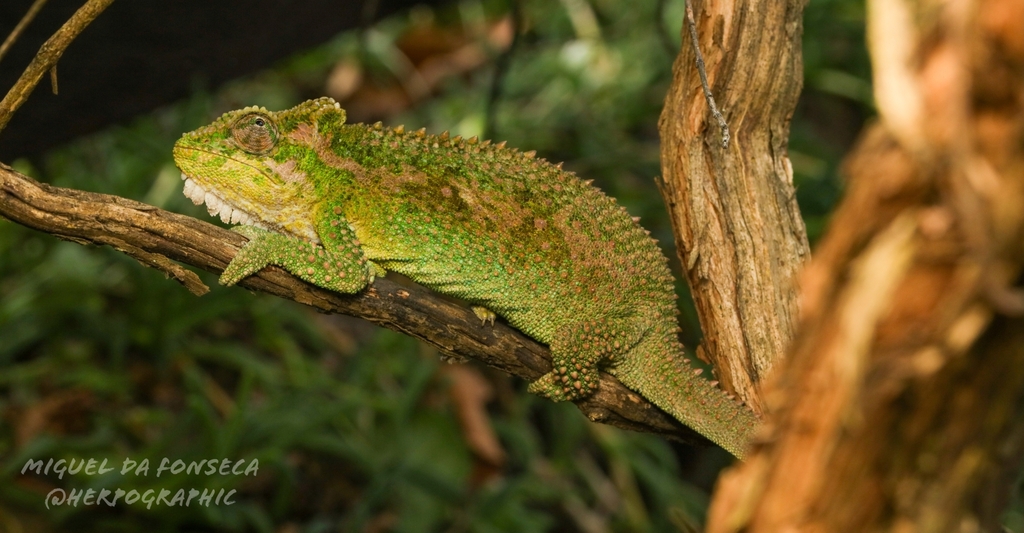Natal Midland Dwarf Chamaeleon in February 2024 by Miguel da Fonseca ...