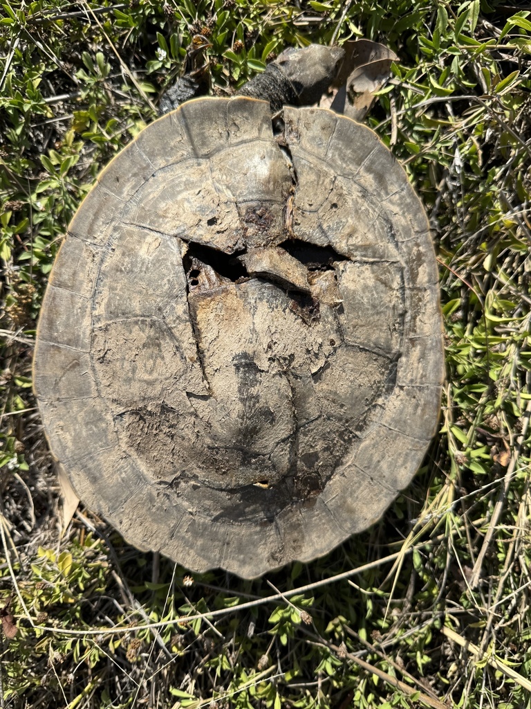 Eastern Short-necked Turtle from Kamilaroi Hwy, Boggabri, NSW, AU on ...