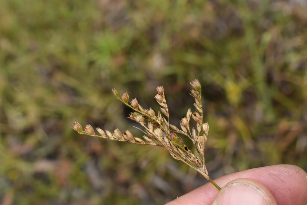 Forked Rush from Helensburgh NSW 2508, Australia on January 25, 2024 at ...