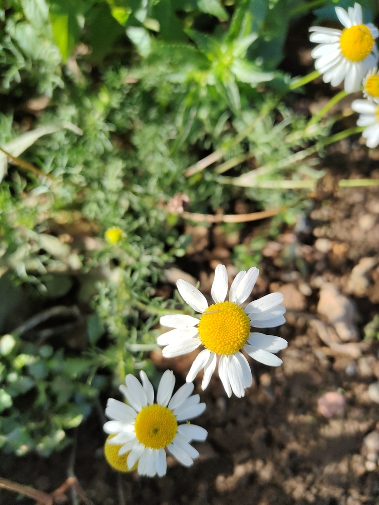 German Chamomile from 42840 Combre, France on October 28, 2023 at 01:53 ...