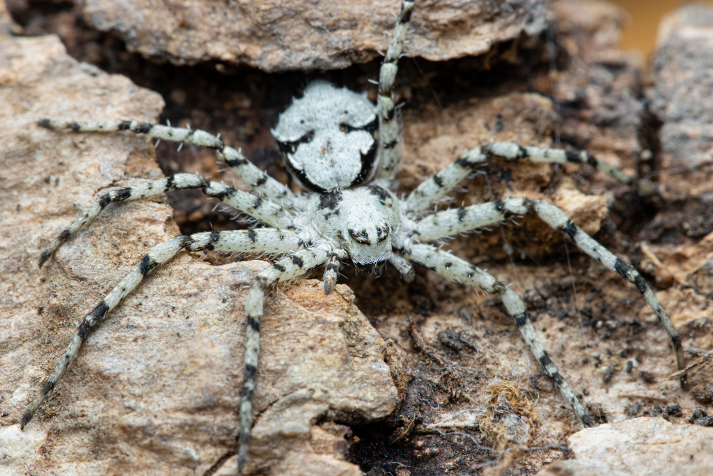 Lichen Running Spider from 3000 Helsingør, Danmark on February 22, 2024 ...