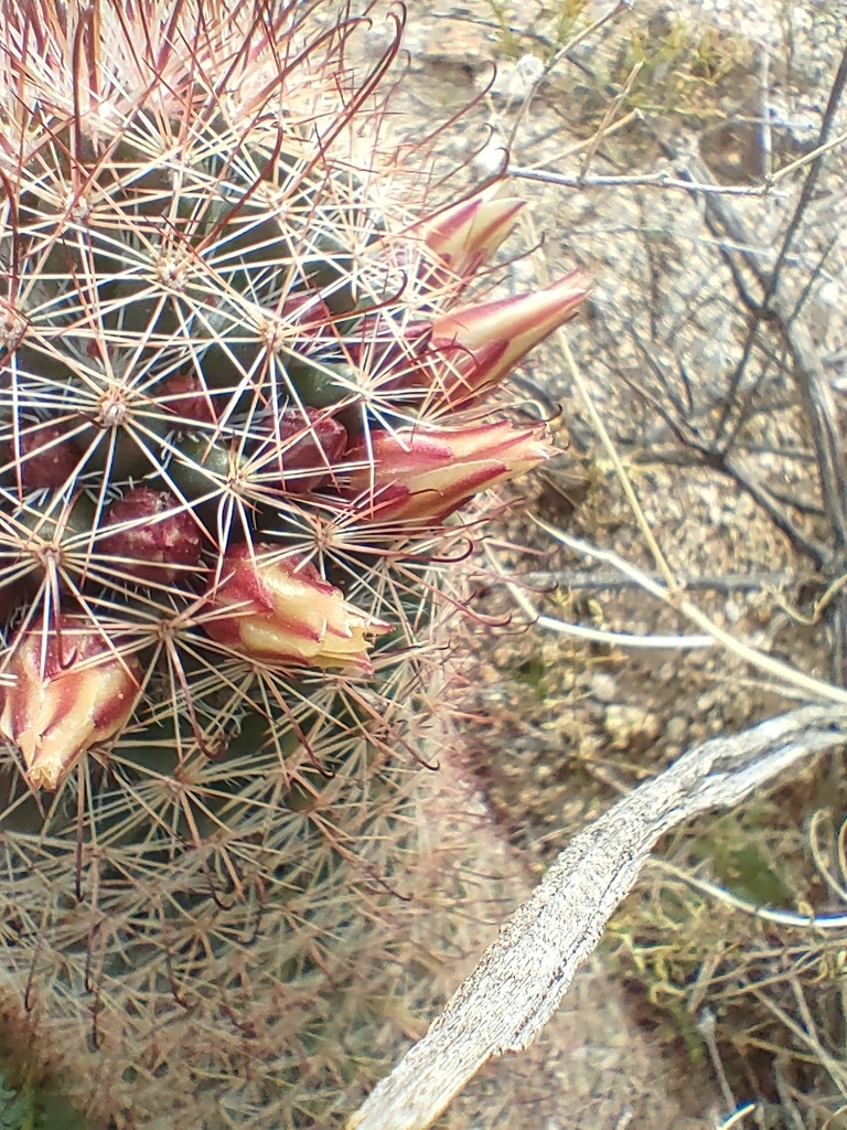 Peninsular fishhook cactus in February 2024 by Joseph Arambula ...