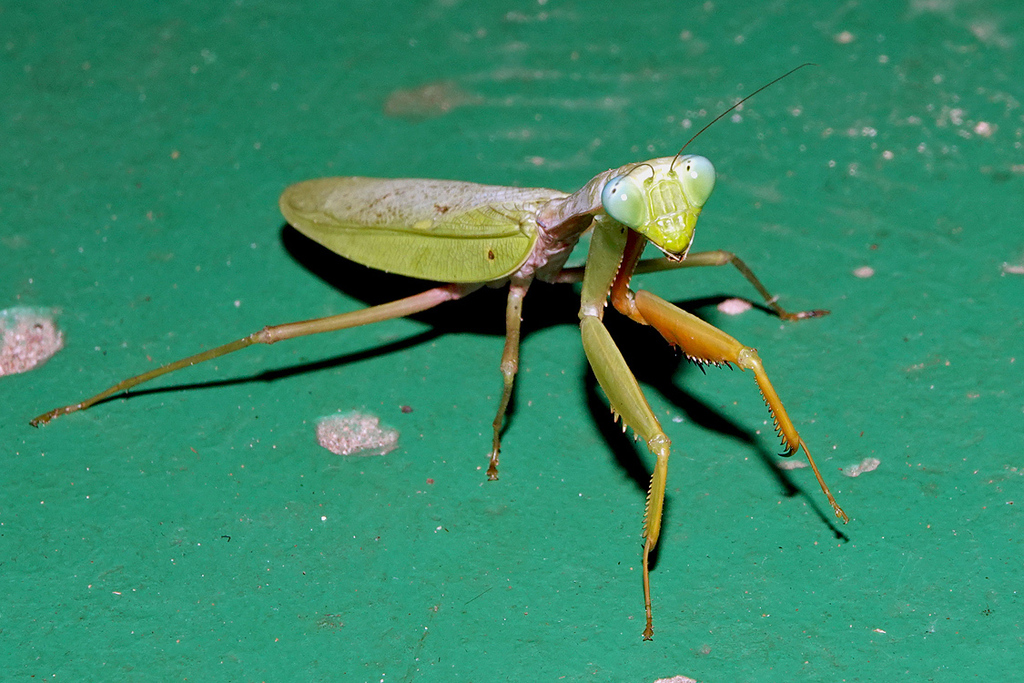 Giant Asian Mantises in February 2024 by Carol Kwok · iNaturalist