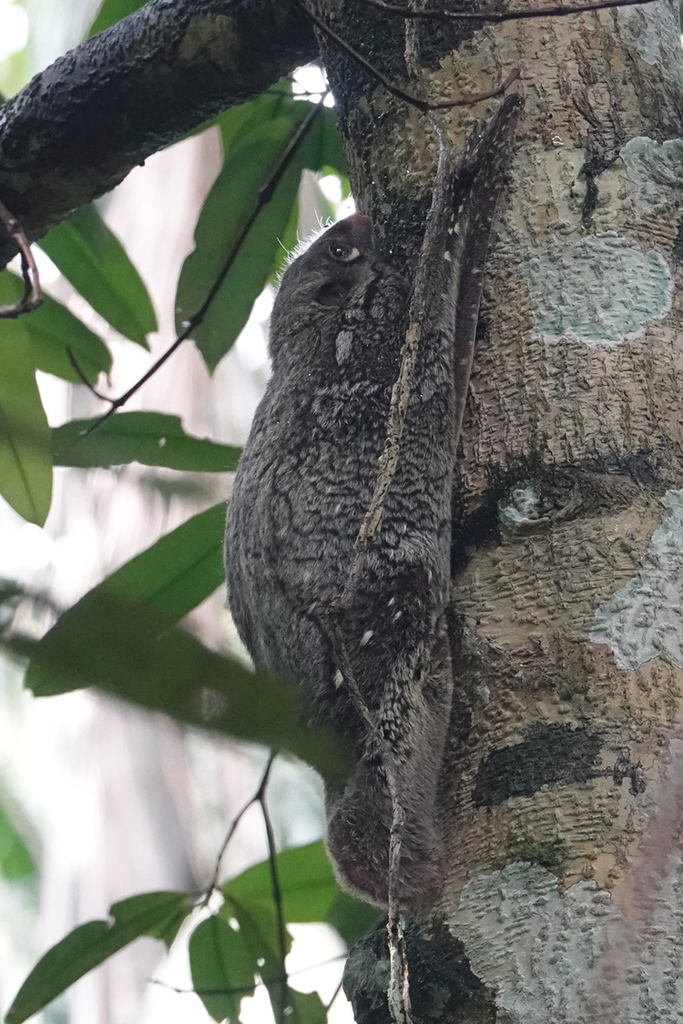 Sunda Colugo in February 2024 by Carol Kwok. 馬來亞飛狐猴 Malayan flying ...