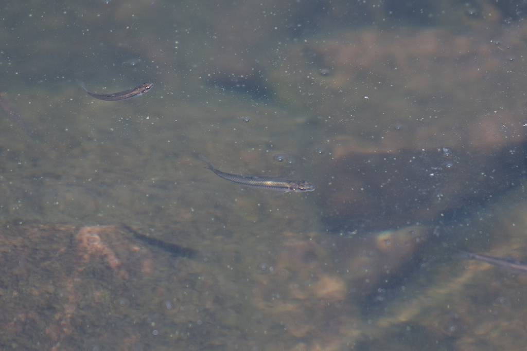 Bluntnose Minnow from Sauk County, WI, USA on September 9, 2023 at 03: ...