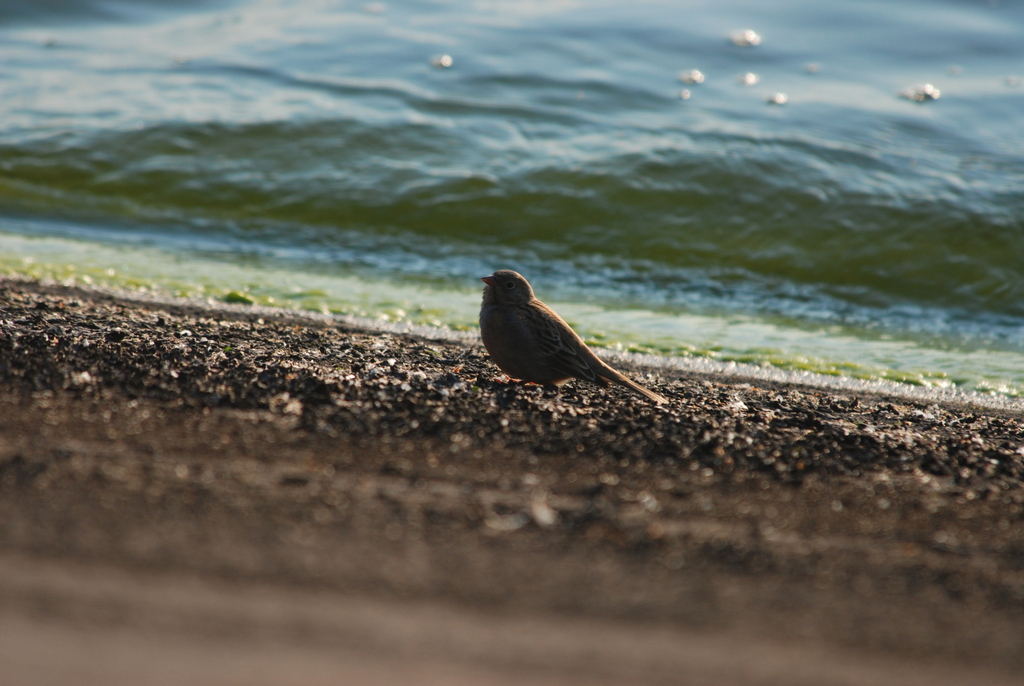 Cretzschmar's Bunting from 49 Lingen, Germany on May 2, 2018 at 11:32 ...