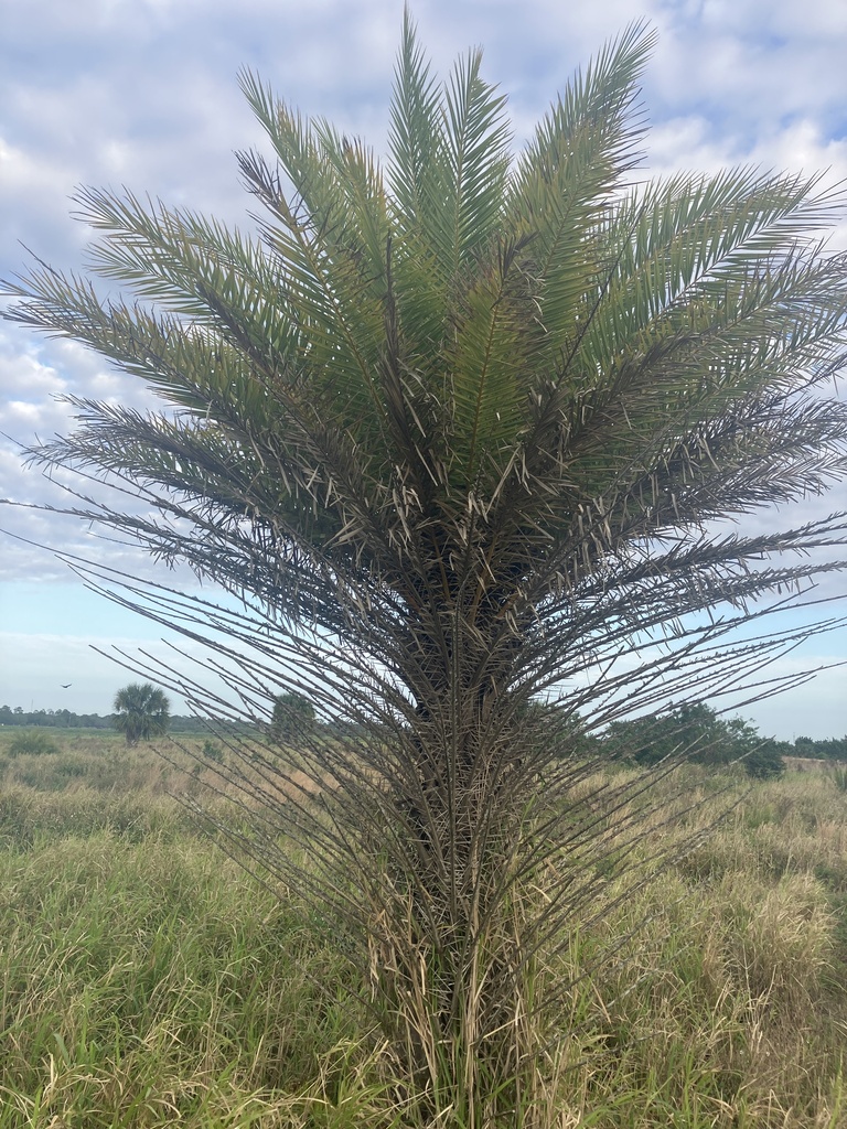 date palms from Port Saint Lucie, FL, US on February 13, 2024 at 08:07 ...