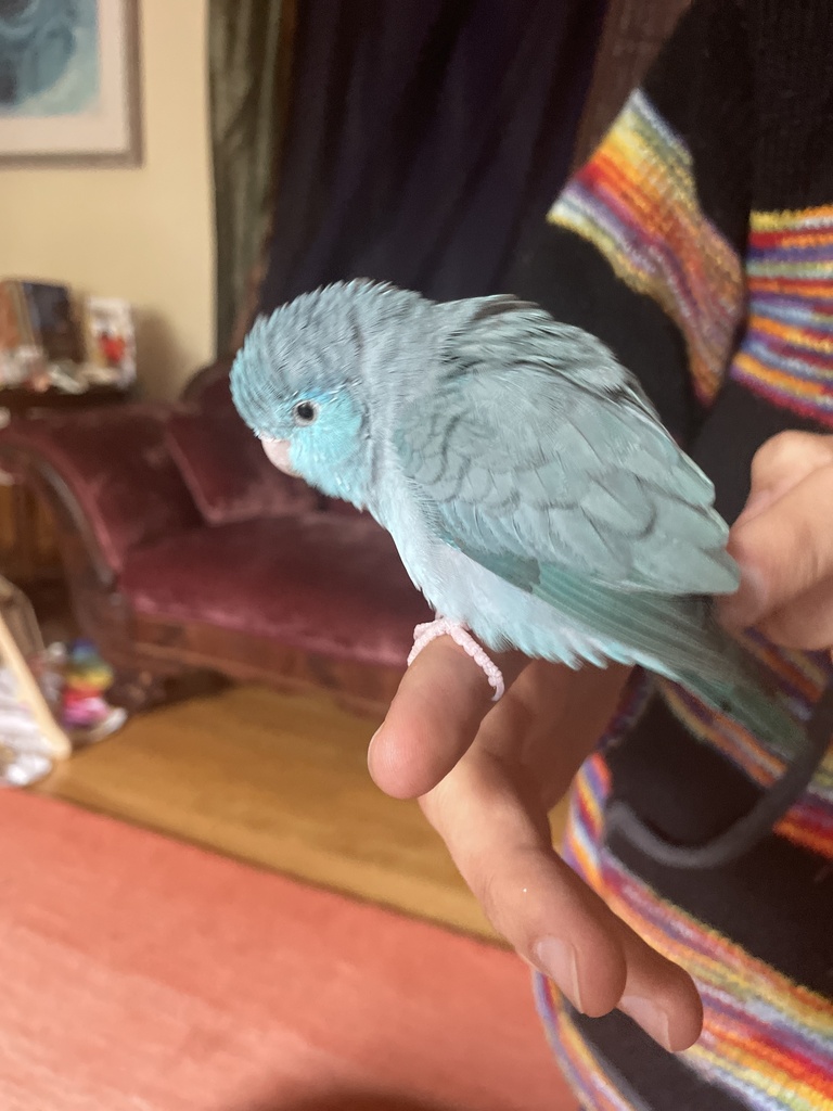Pacific Parrotlet in February 2024 by Shoshana Perrey. My housemate ...