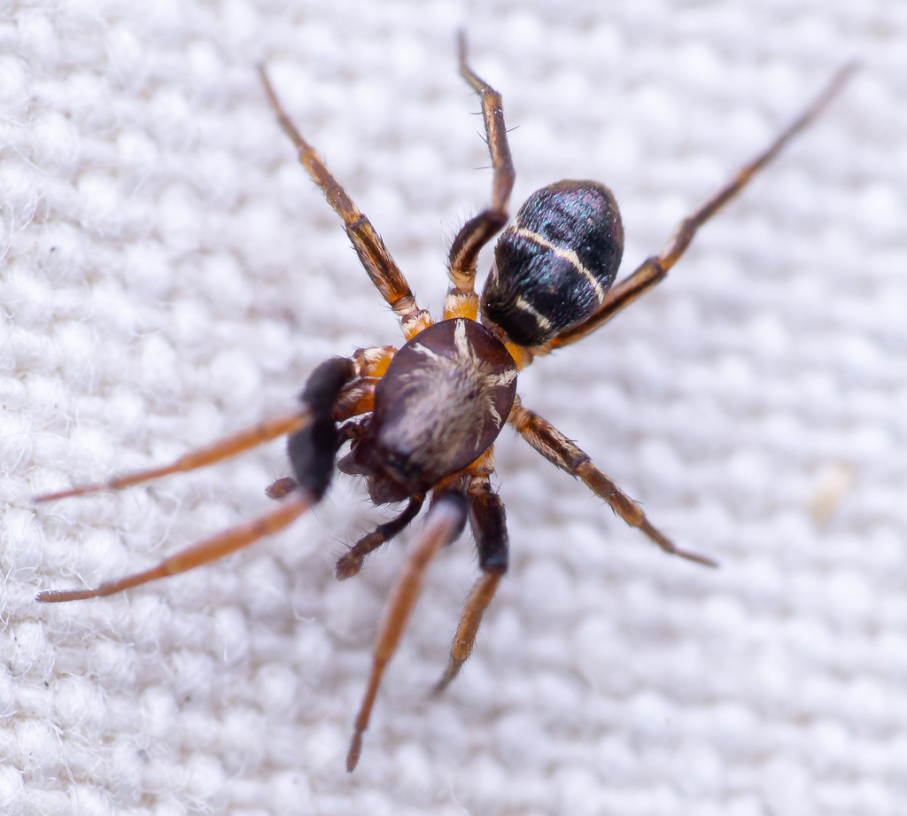 Micaria in April 2023 by Benjamin Fabian · iNaturalist