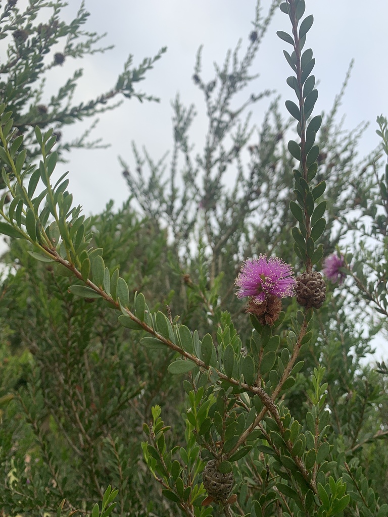 Showy Honey-myrtle from Cherry Lake, Altona, VIC, AU on February 27 ...