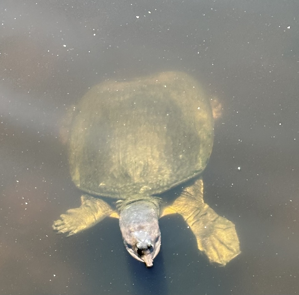 Florida Softshell Turtle from N Park St, Saint Petersburg, FL, US on ...