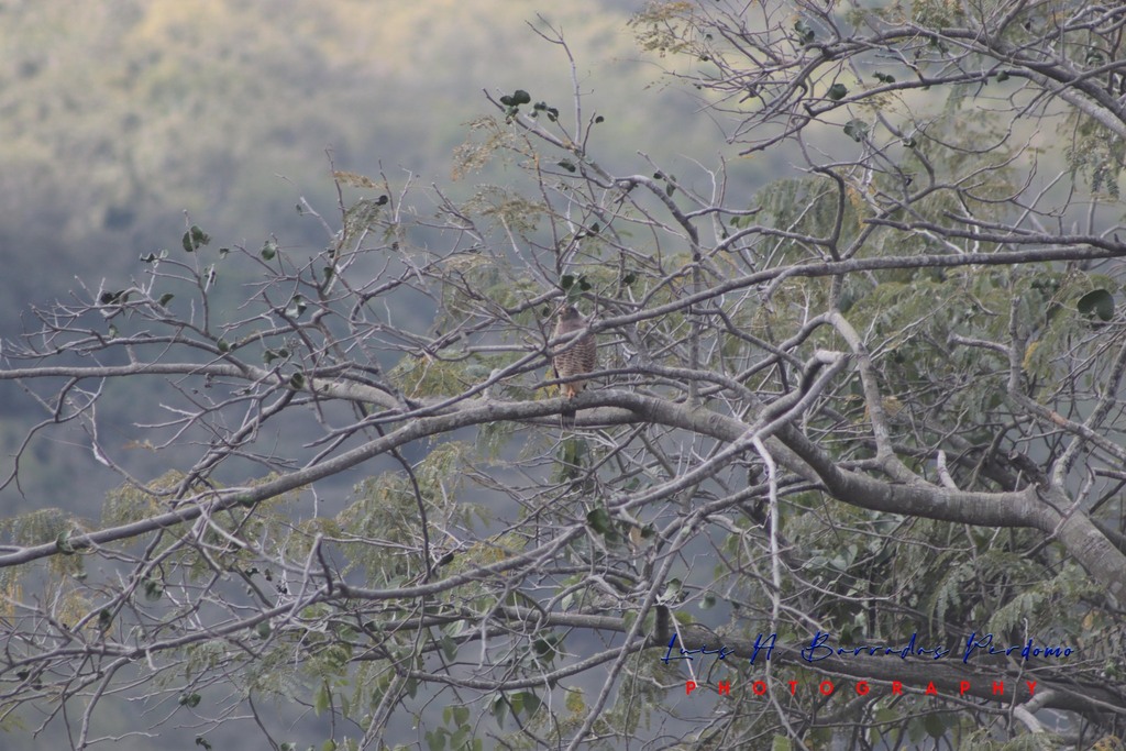 Roadside Hawk from Cerro Azul, Ver., México on February 24, 2024 at 12: ...