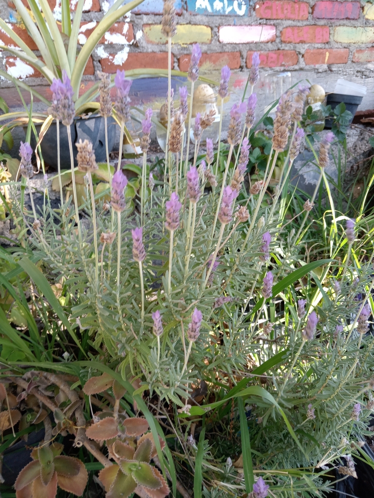 French lavender from Cuernavaca, MX-MR, MX on February 26, 2024 at 09: ...