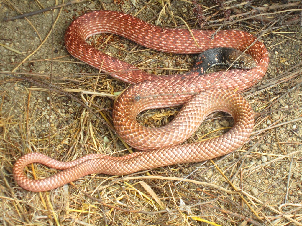 Red Coachwhip in March 2017 by Brian Hinds. Seen Again on April 6th ...
