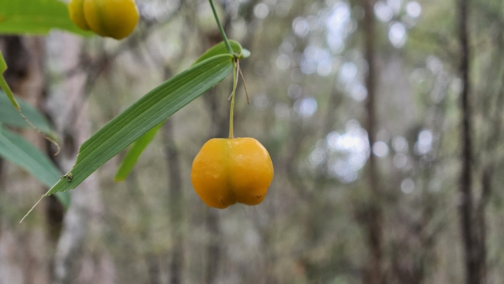 Wombat Berry from Glass House Mountains QLD 4518, Australia on February ...